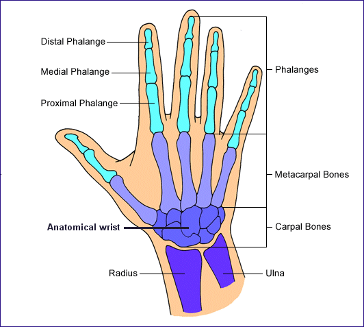 Hand And Wrist Bones Quiz Anterior Palmar View